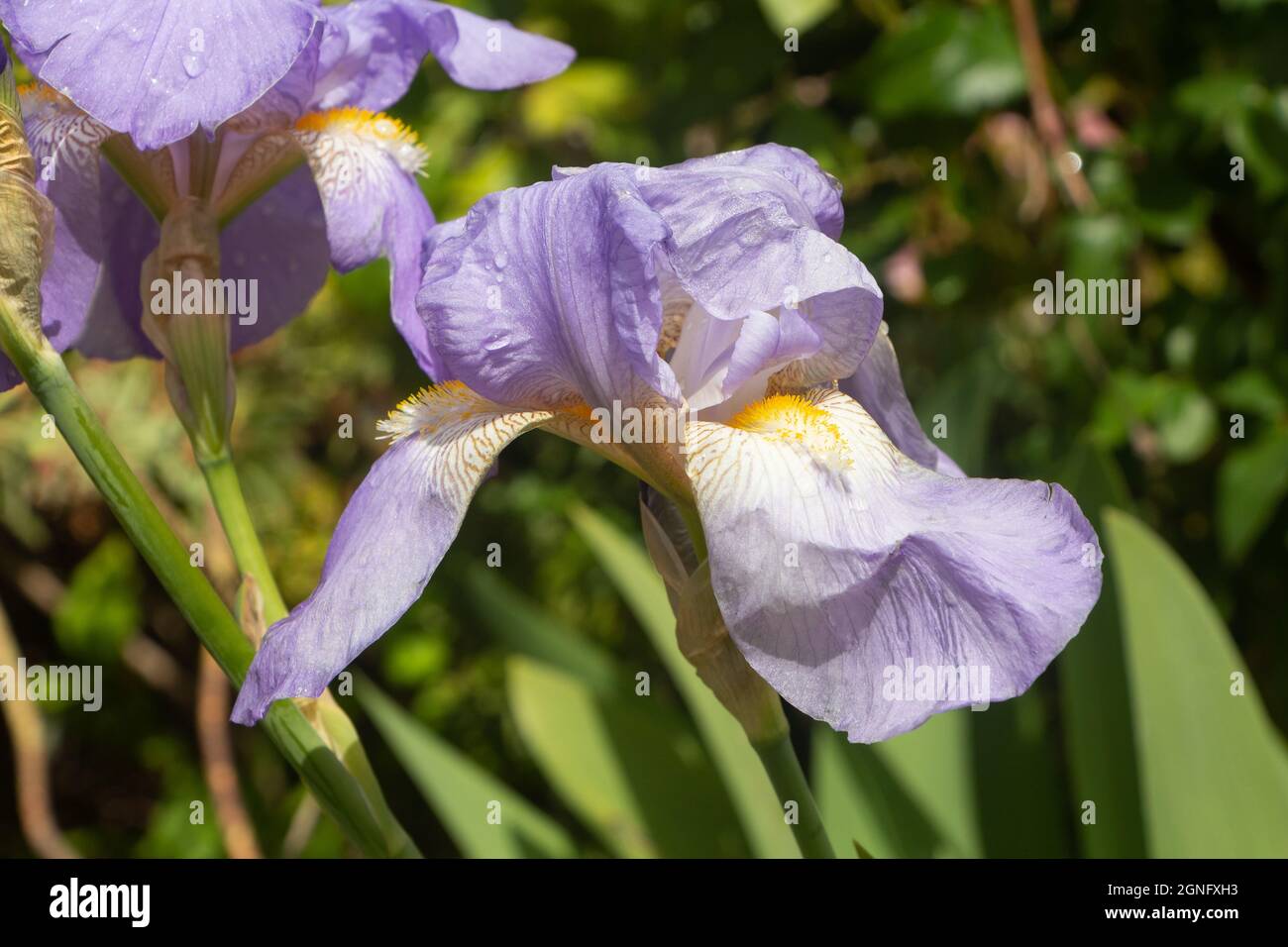 Purple iris flower in a garden during spring Stock Photo - Alamy