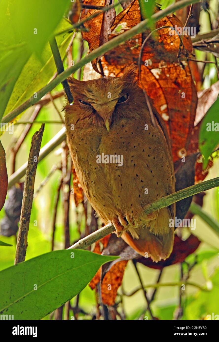 Serendib Scops-owl (Otus thilohoffmanni) adult at daytime roost ...