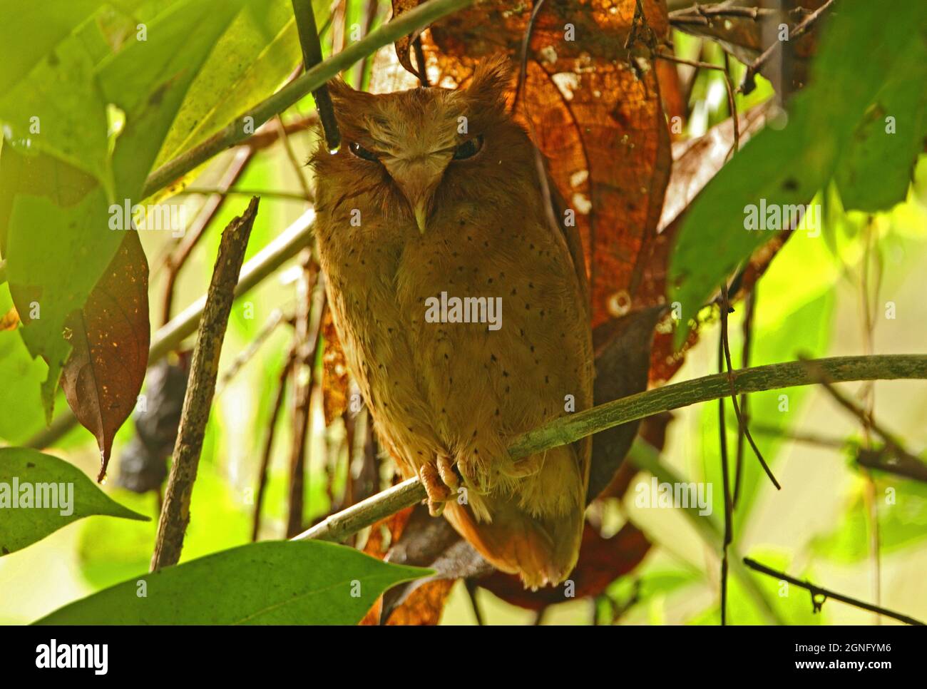Serendib Scops-owl (Otus thilohoffmanni) adult at daytime roost ...