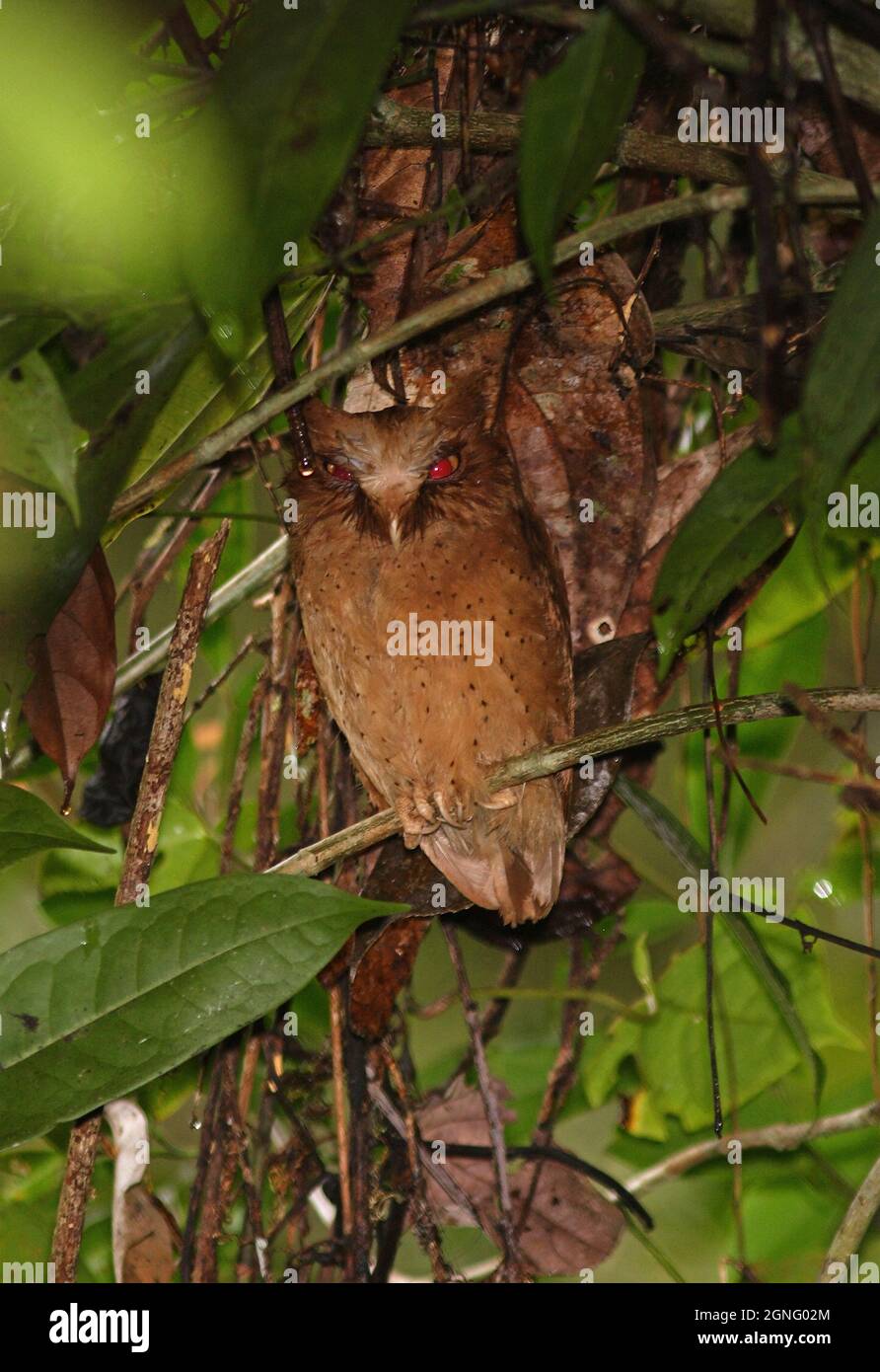 Serendib Scops-owl (Otus thilohoffmanni) adult at daytime roost ...