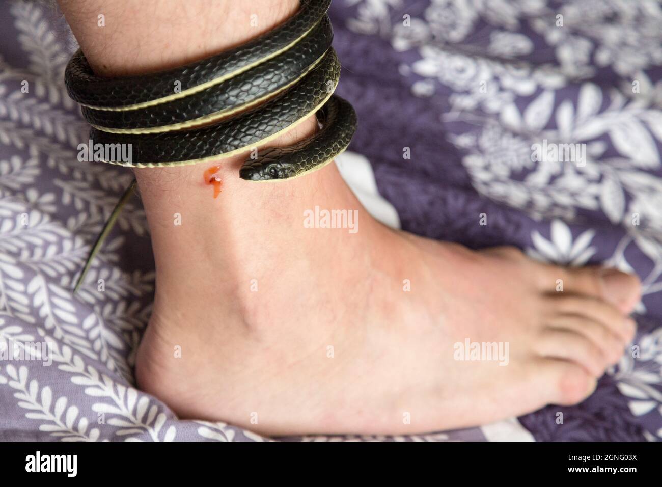 A venomous snake wrapped around a man leg fresh bite Stock Photo - Alamy