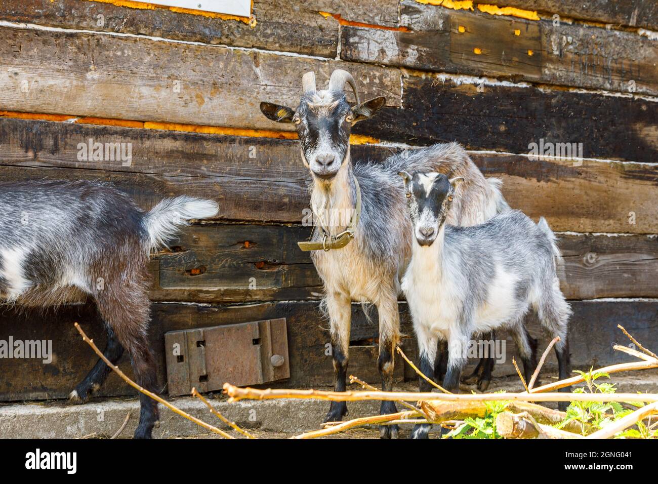 Modern animal livestock. Cute goat relaxing in yard on farm in summer ...
