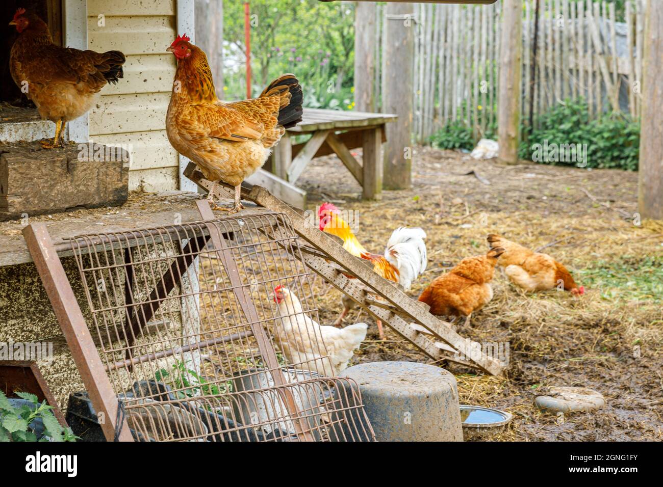 Free range chicken on organic animal farm freely grazing in yard on ...