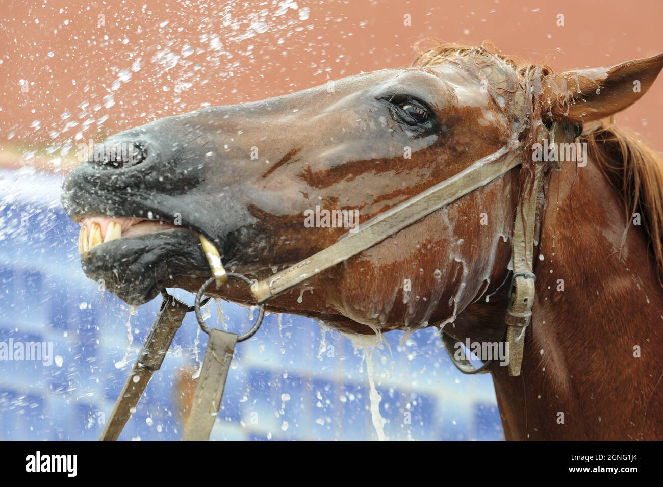 Arab barbe hi-res stock photography and images - Alamy