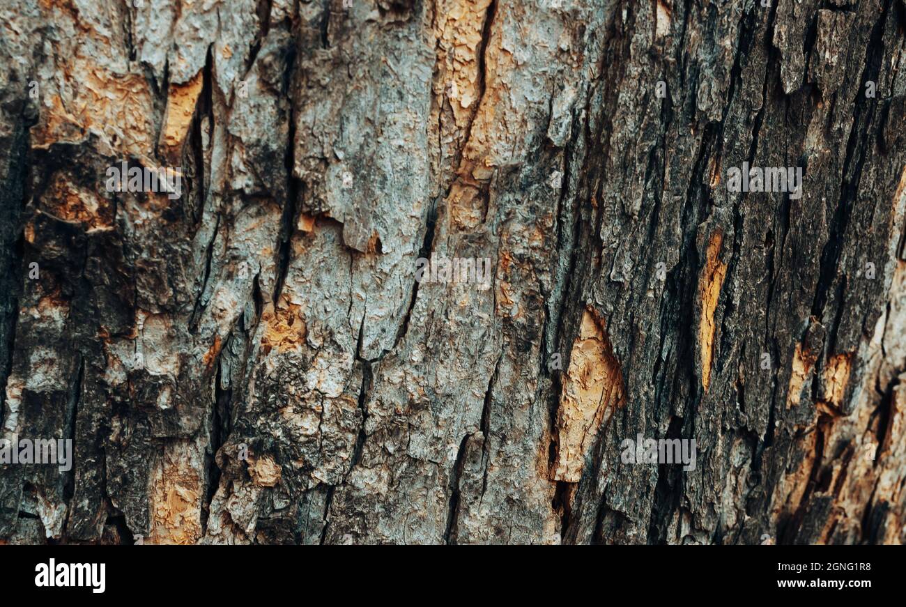 Horizontal photo of the texture of the bark of a tree. Embossed texture ...