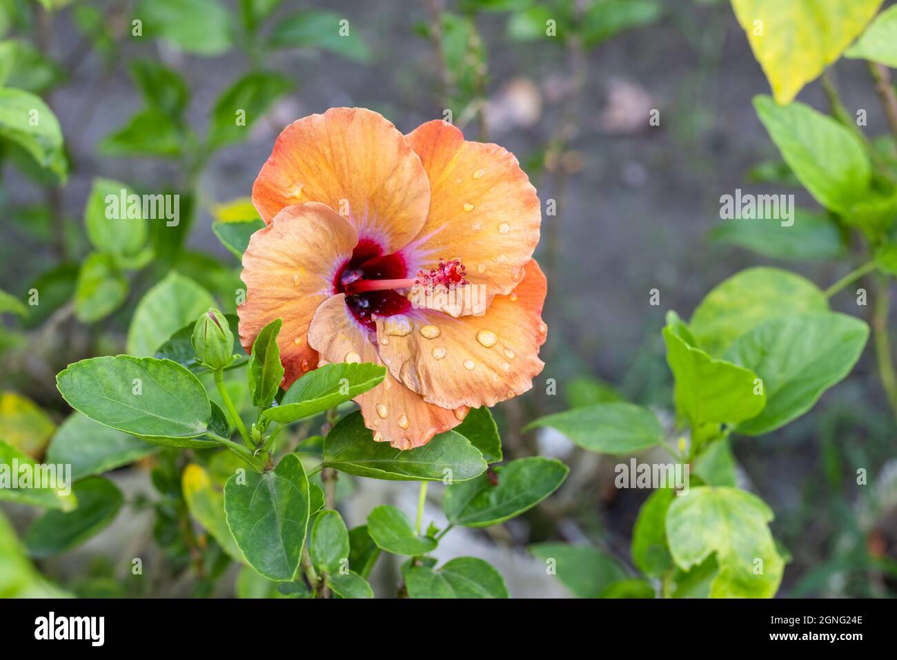 A multicolor hibiscus rosa sinensis or chinese rose flower bloomed on a ...