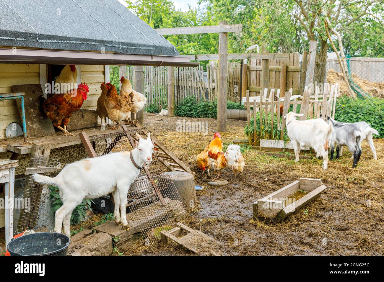 Goat and free range chicken on organic animal farm freely grazing in ...