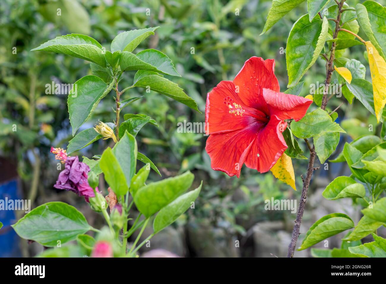 Fully bloomed red hibiscus rosa sinensis or chinese rose flower bloomed ...