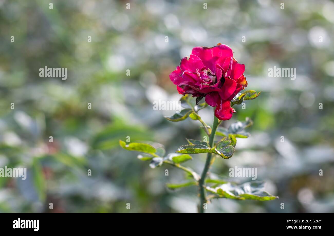 Fully bloomed red rose with fallen petals in the garden with copy space ...