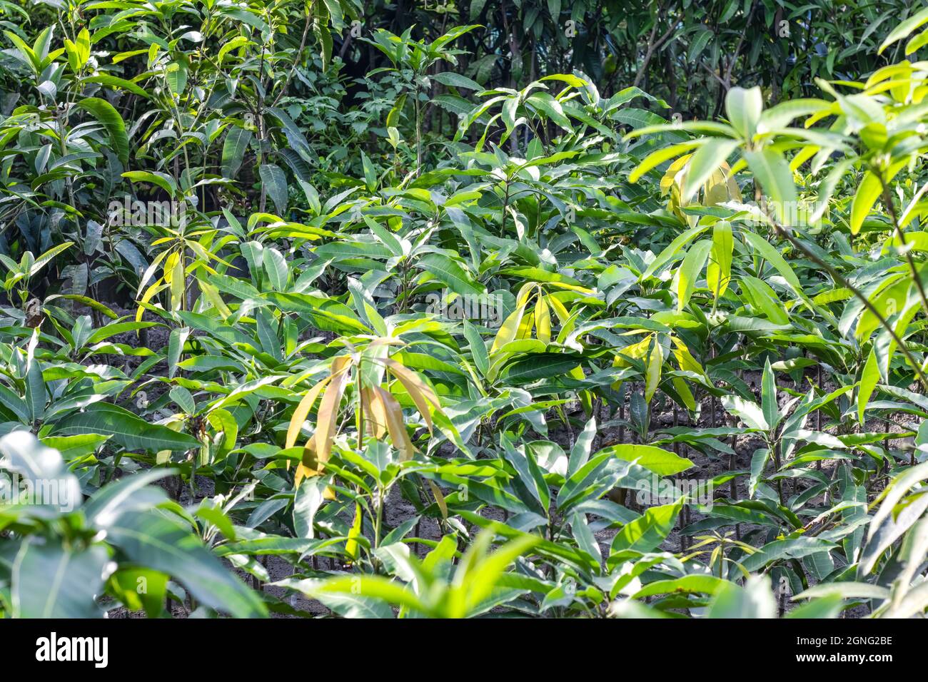 Lots of young mango trees growing in a nursery Stock Photo - Alamy