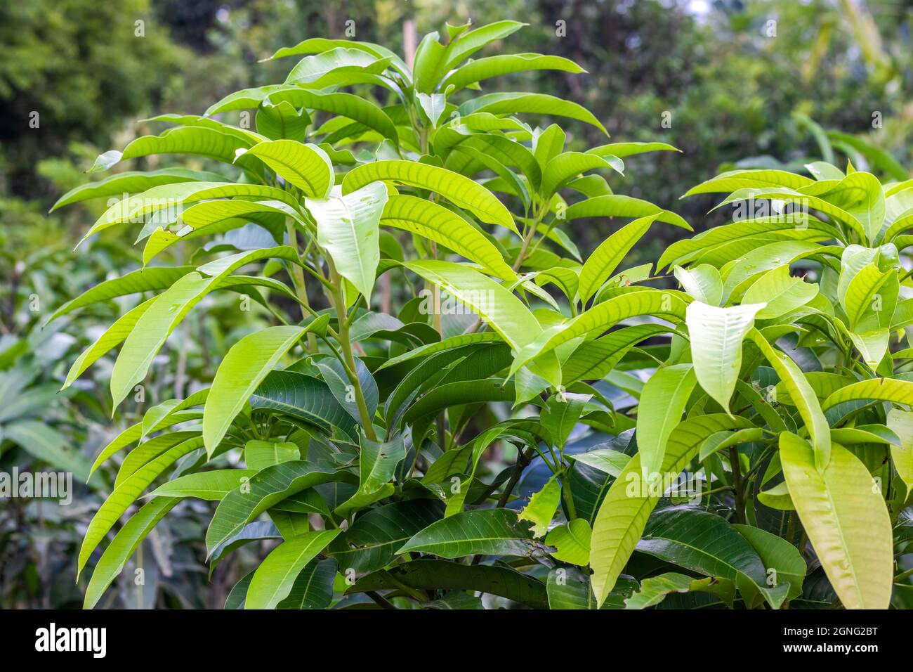 Mango tree top branches with leaves inside of a botanical garden Stock ...