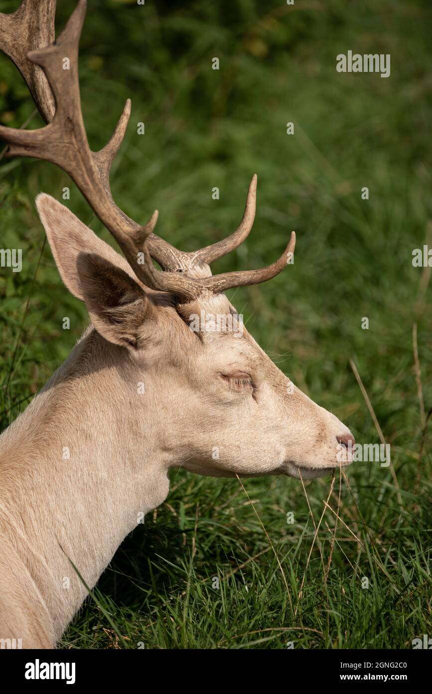 Stunning close up of male Fallow Deer stag Dama Dama in Summer sunlight ...