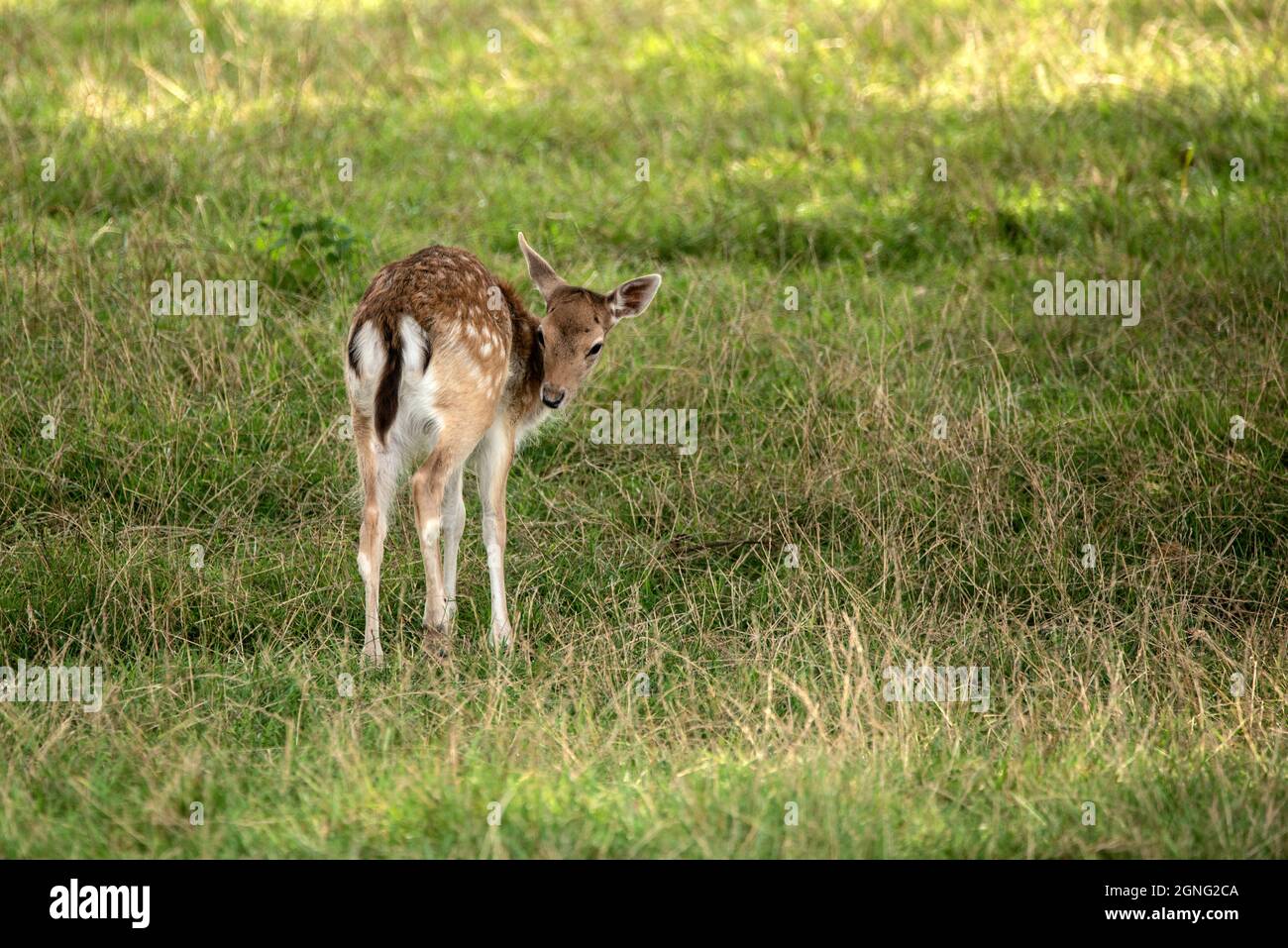 Stunning image of Fallow Deer young calf Dama Dama in Summer sunlight ...