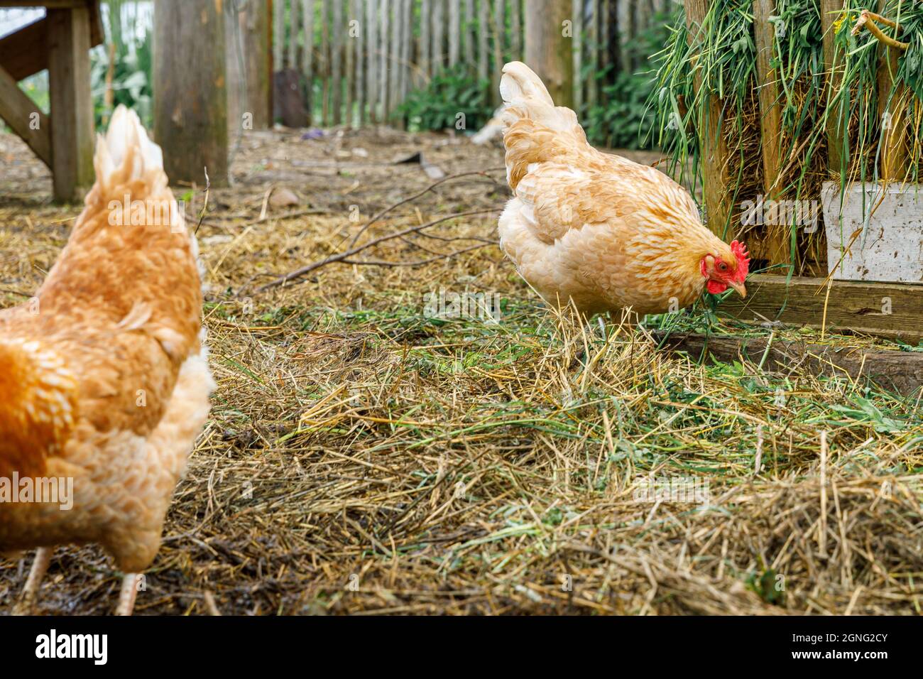 Free range chicken on organic animal farm freely grazing in yard on ...