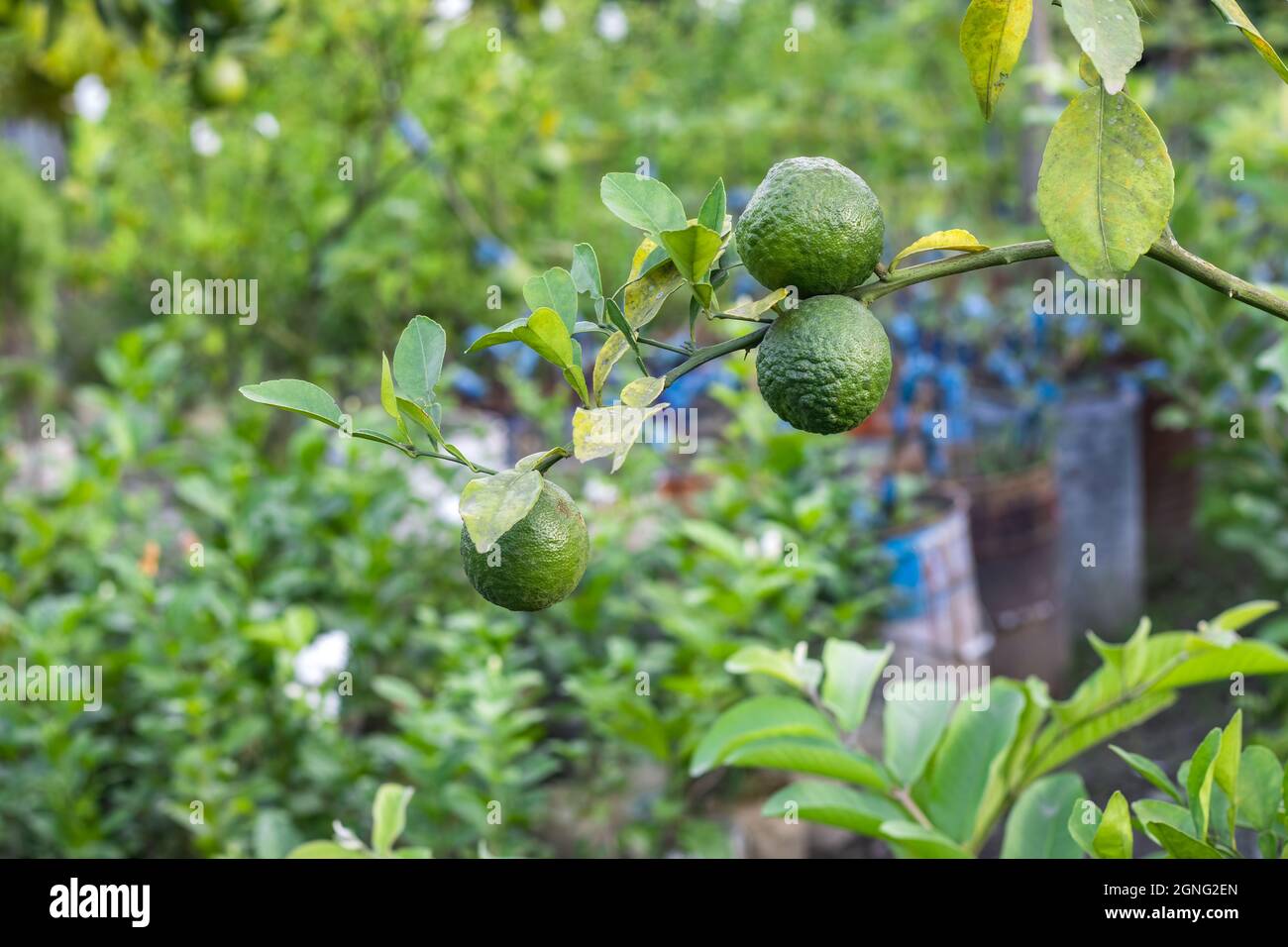 Three fresh organic mandarin fruits growing on a branch inside of an ...
