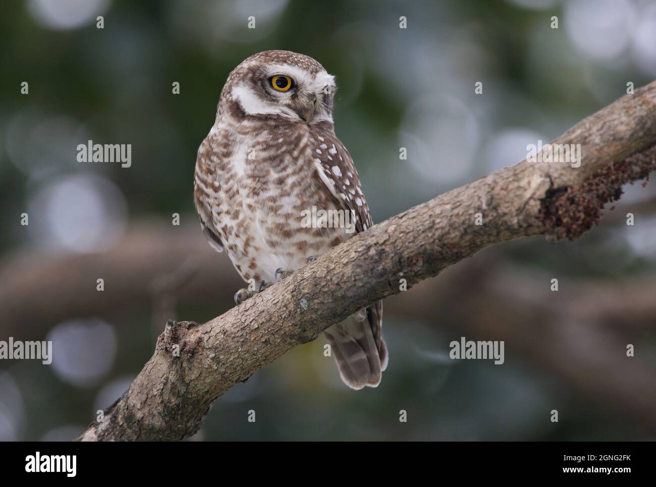 Athene brama indica hi-res stock photography and images - Alamy