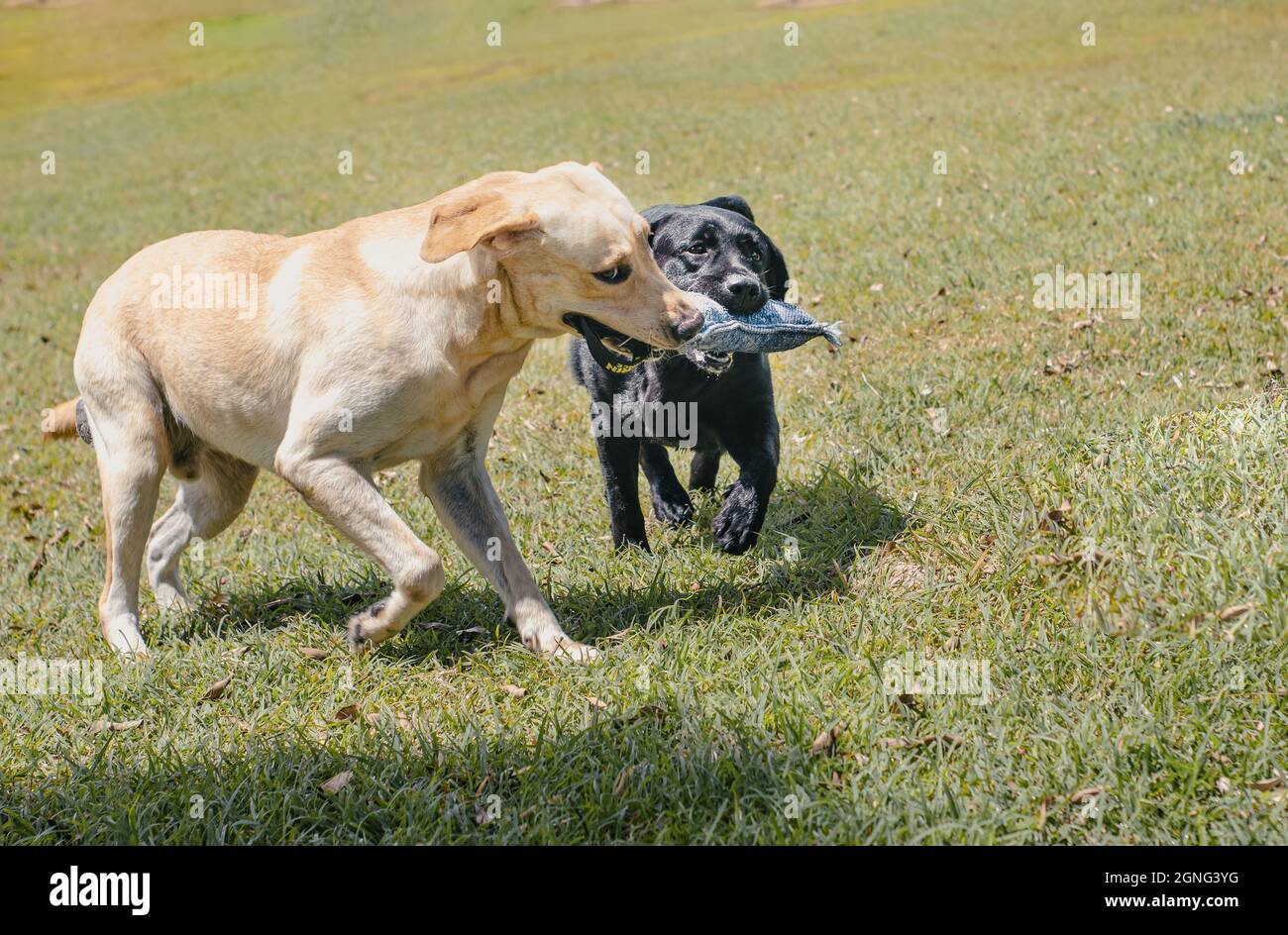 Biting pillow hi-res stock photography and images - Alamy