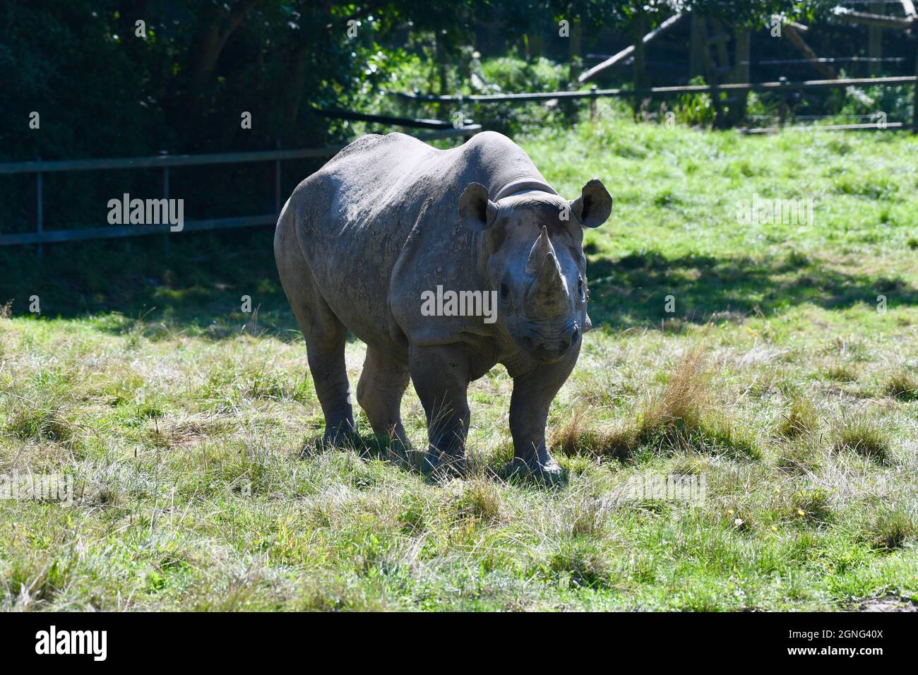 Port Lympne Animal Reserve, Kent UK Stock Photo - Alamy