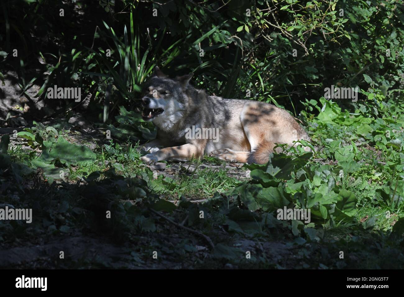 European Grey Wolf resting in the shade at Port Lympne Animal Reserve ...