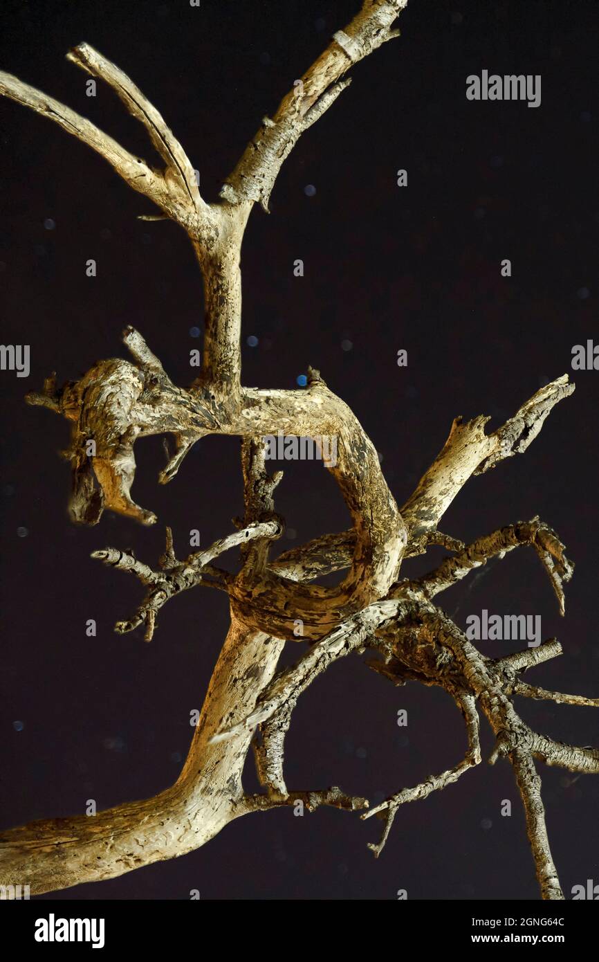 Wallpaper Of Dried Trees