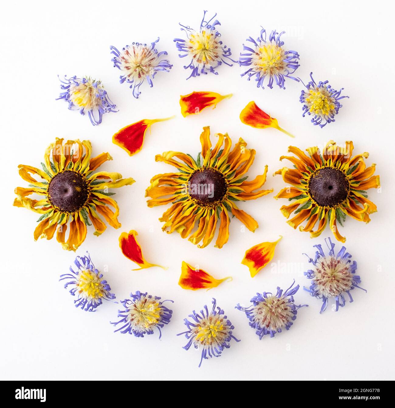 Dried purple aster and yellow rudbeckia flowers and marigold petals ...