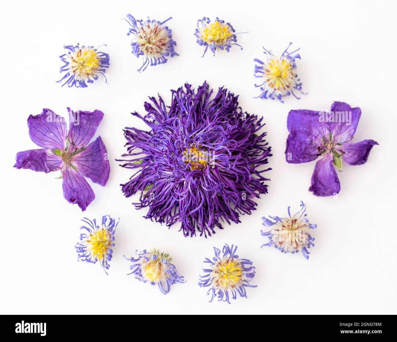 Dried purple aster and rudbeckia flowers laid out in a pattern on a ...