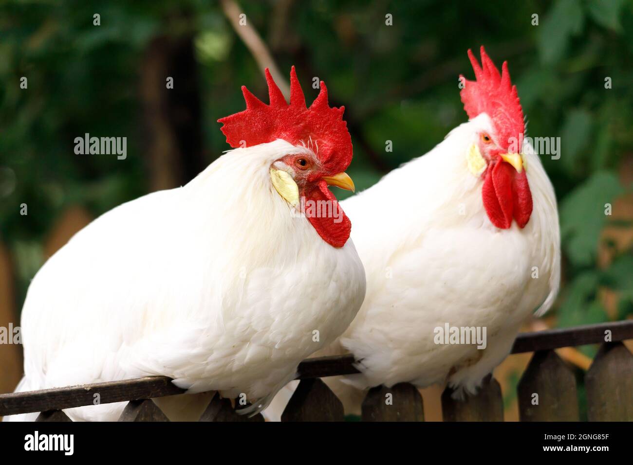 Roosters combs hi-res stock photography and images - Alamy