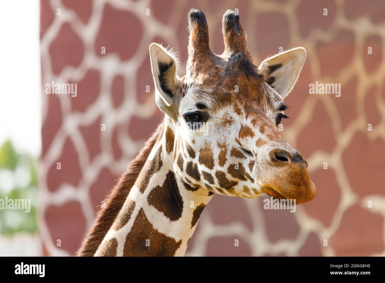 artiodactyl mammal from the giraffe family. giraffes head close-up ...