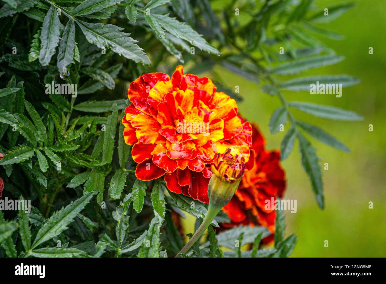 Marigold flower in the middle of green leaves in the garden Stock Photo ...