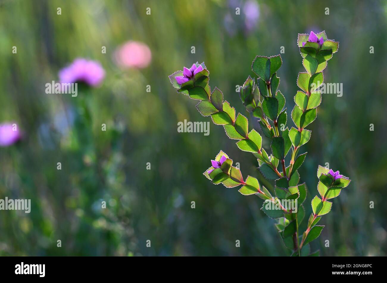 Australian spring nature background with deep pink flowers and backlit ...