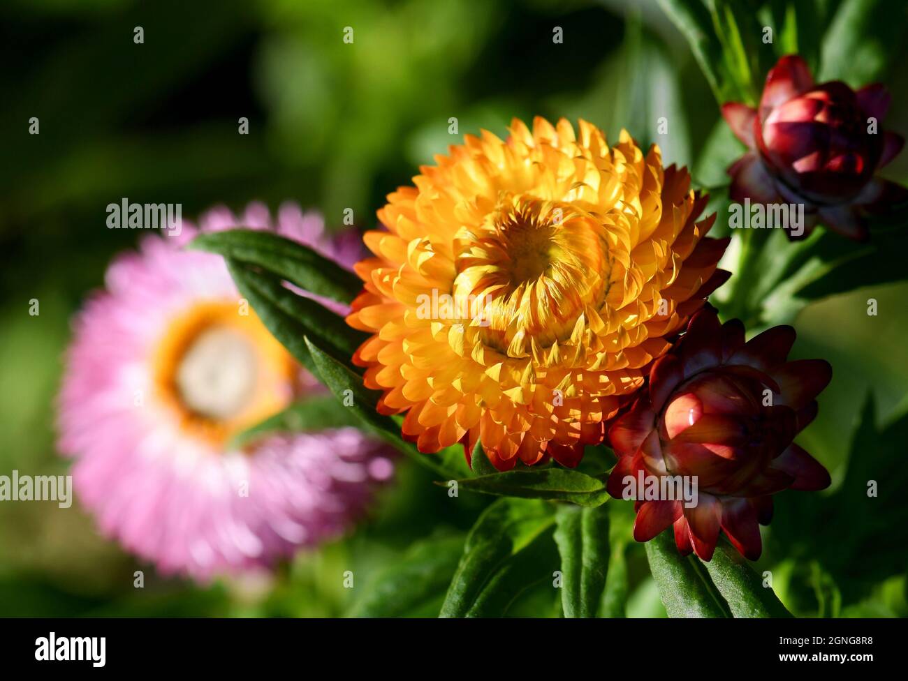 Spring nature background of yellow and red Australian Everlasting ...