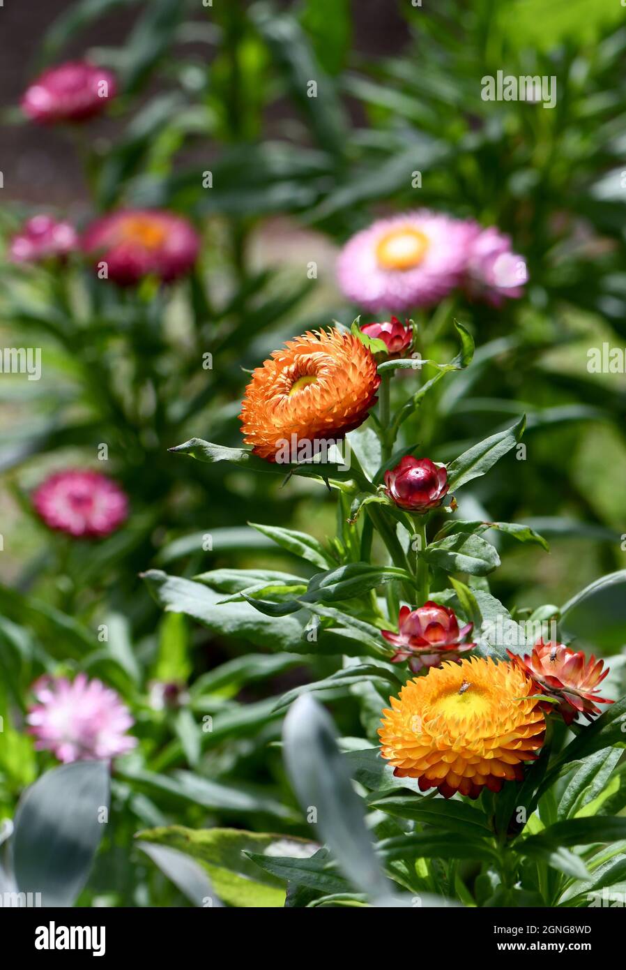 Australian spring garden with colorful native Everlasting Daisies ...