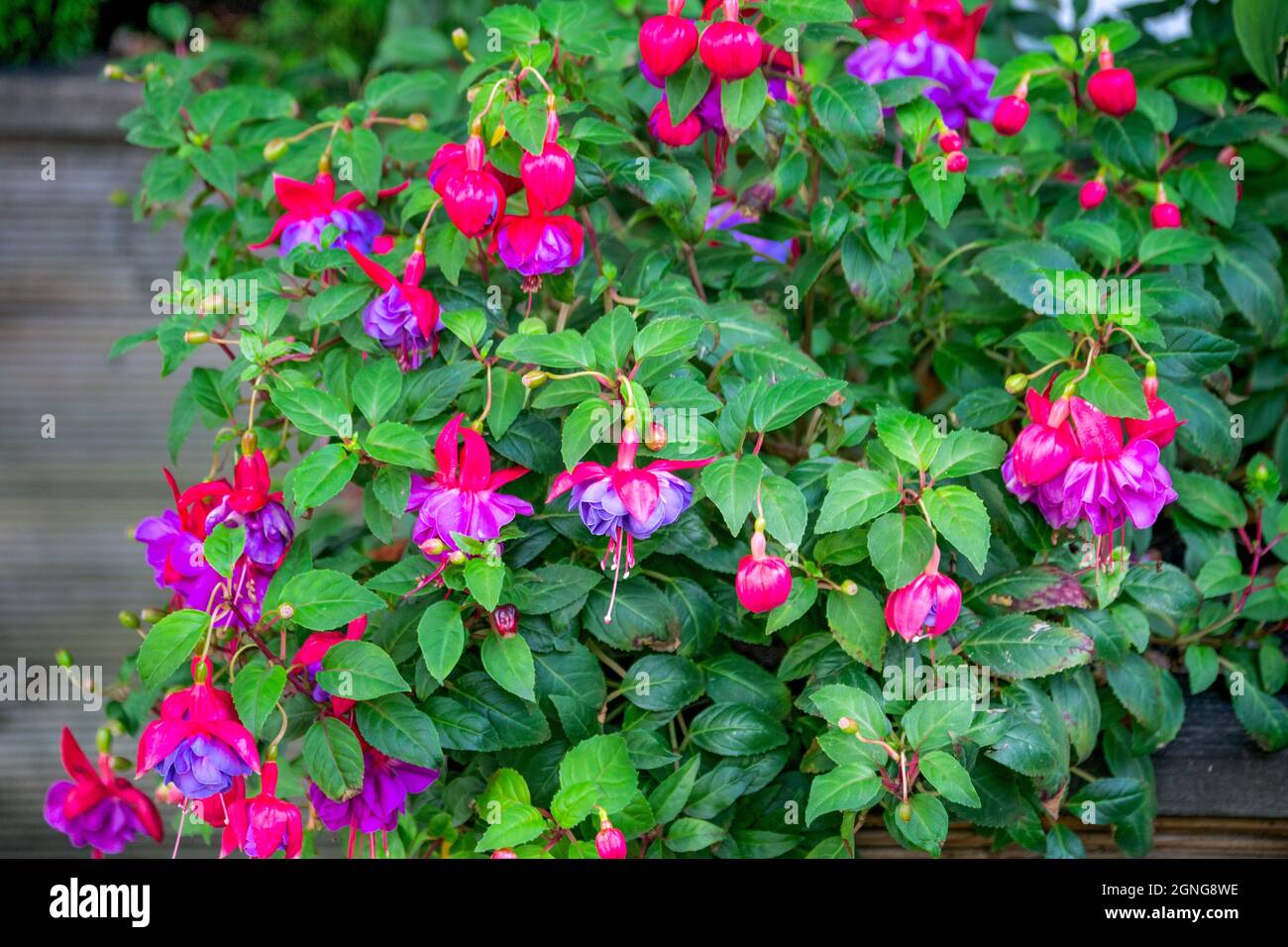 Fuchsia flowers hanging from the branches of crimson lilac flowers in ...