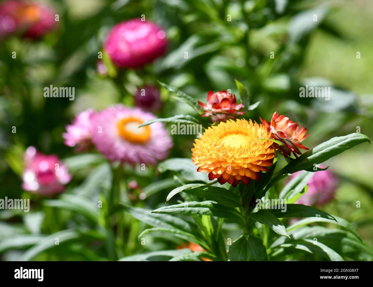 Australian daisy hi-res stock photography and images - Alamy