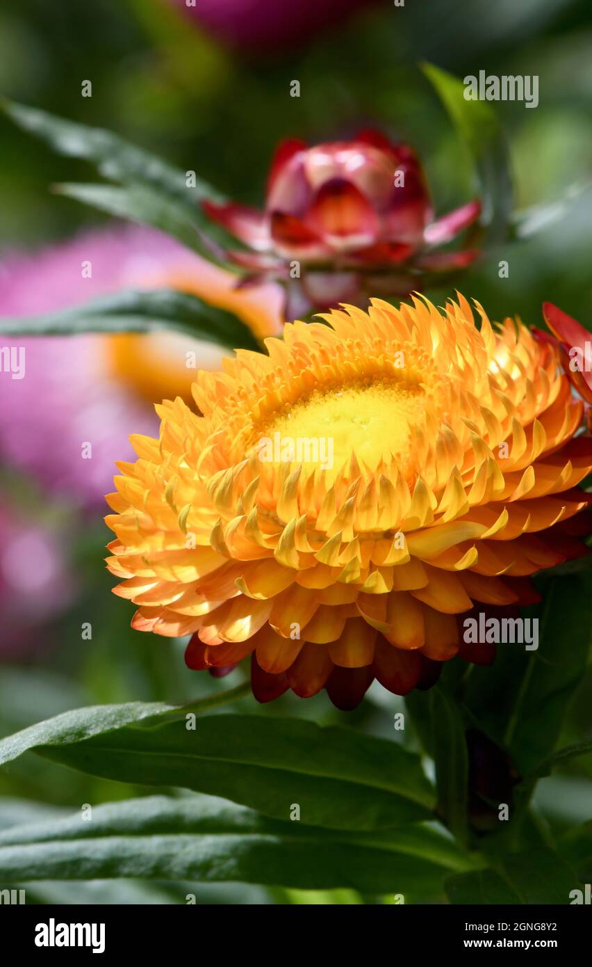 Australian native paper daisy hi-res stock photography and images - Alamy