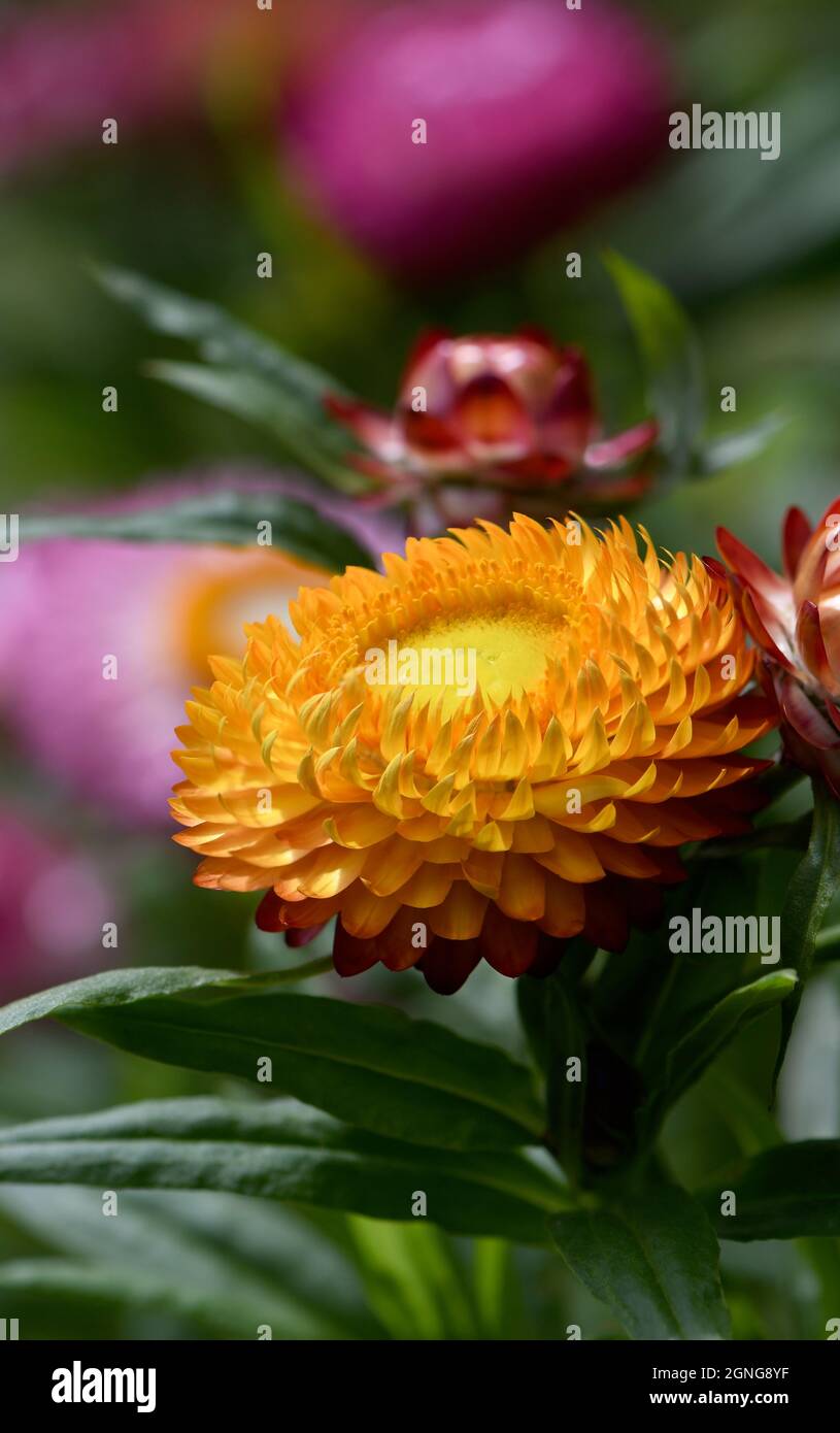 Close up of an Australian native Everlasting Daisy, Xerochrysum ...