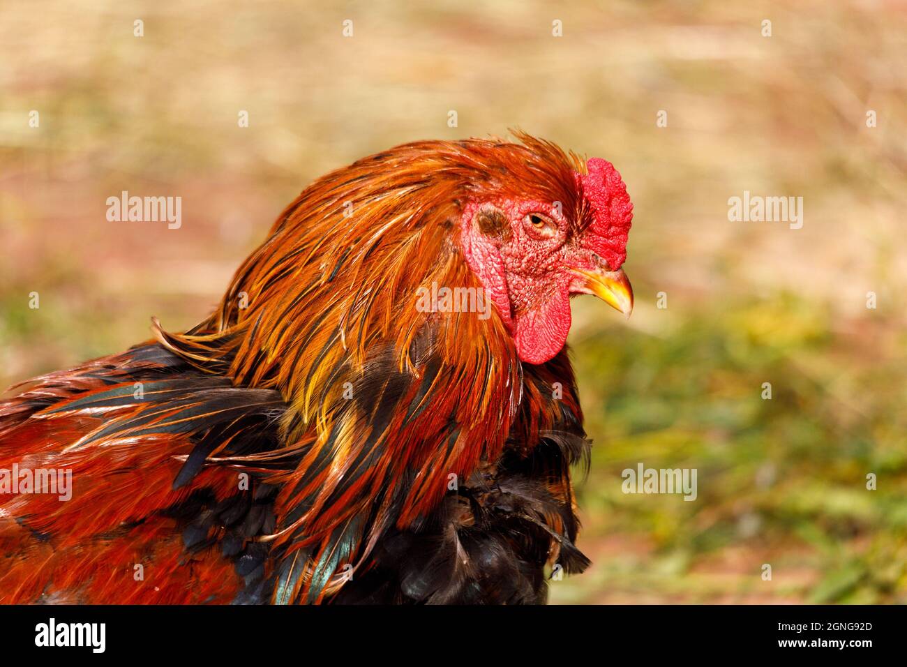 chicken in nature in the summer close-up Stock Photo - Alamy
