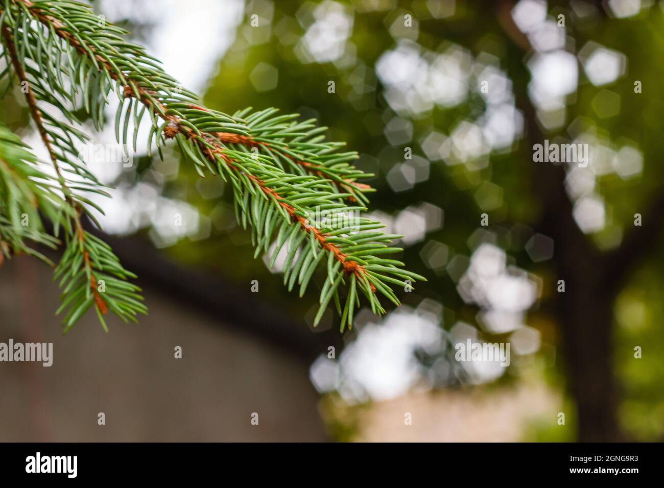 Selective focus shot of a pine tree branch with needles isolated on a ...