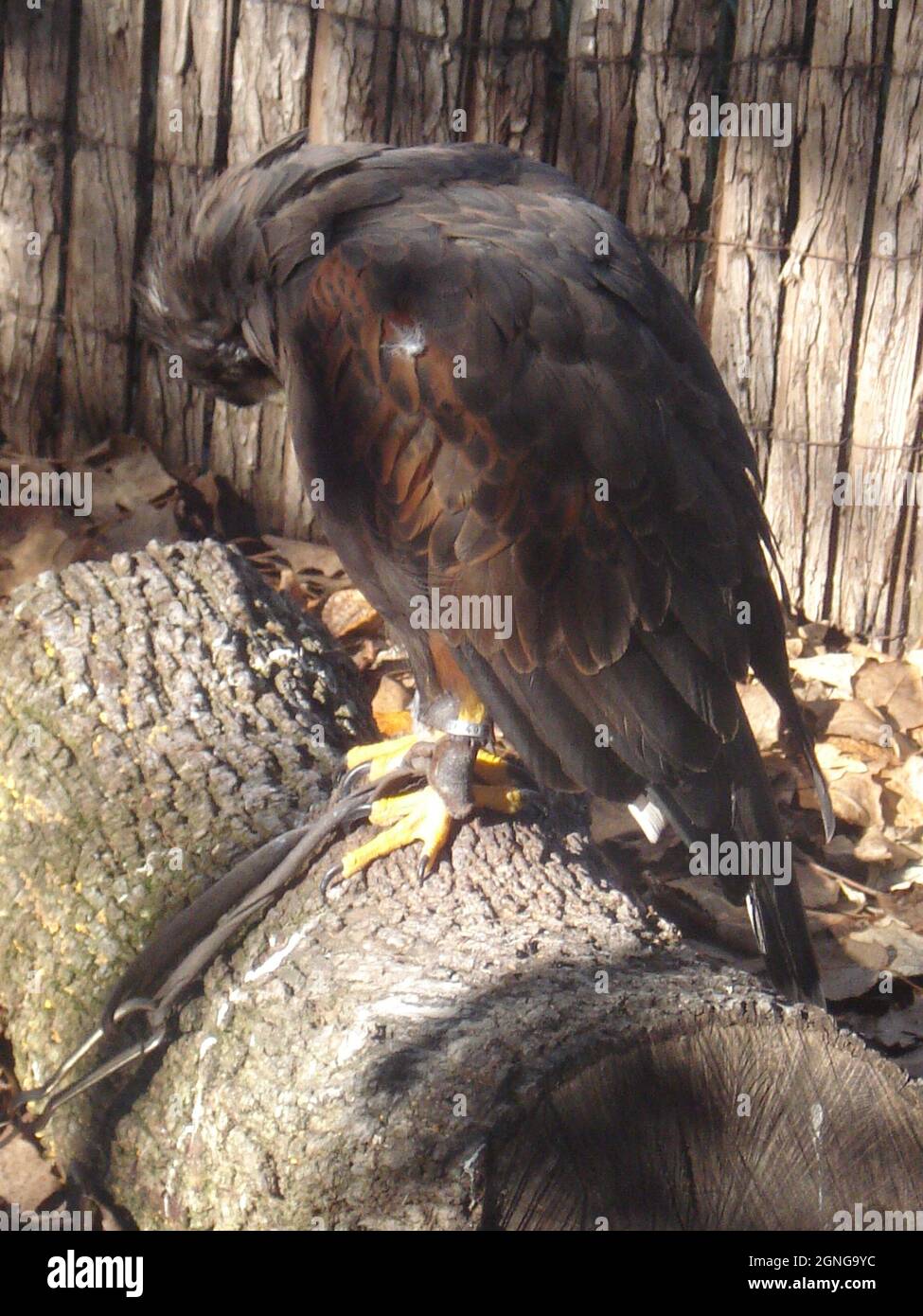 Common buzzard on log hi-res stock photography and images - Alamy