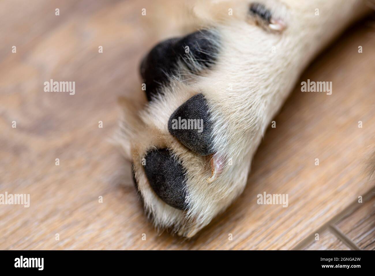 A macro photo of the pads of a dog paw from a male golden retriever ...