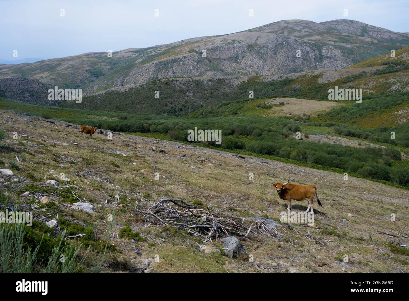 Cachena, the small, long-horned cow breed of this part of the country ...