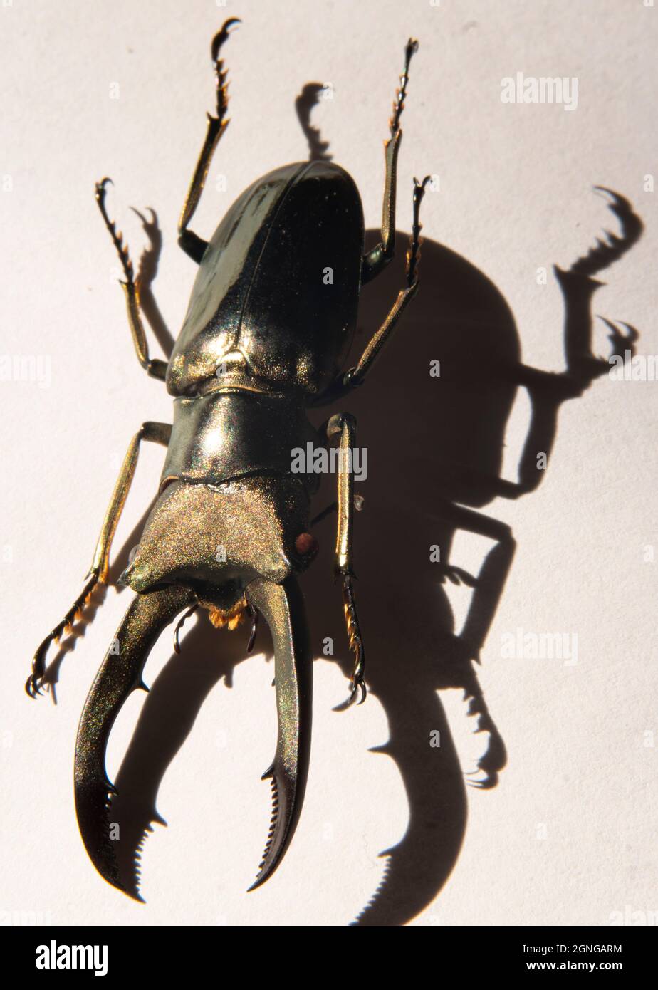 Macro golden stag beetle Cyclommatus metallifer finae with shadow on ...