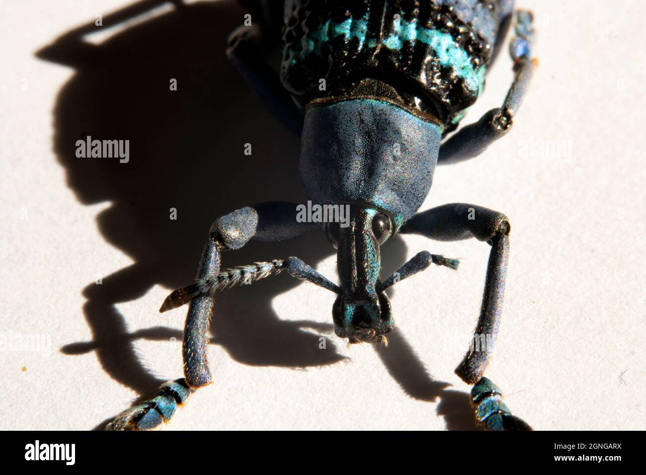 Snout beetle hi-res stock photography and images - Alamy