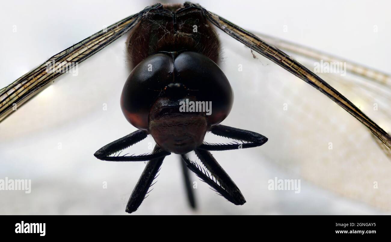 Macro dragonfly eyes and jaws Stock Photo - Alamy
