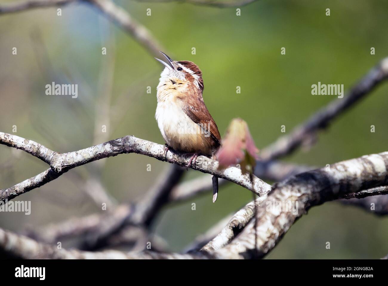 Thryothorus hi-res stock photography and images - Alamy