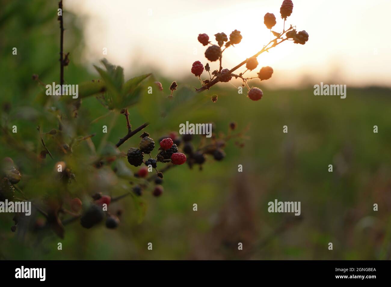 Black berries hi-res stock photography and images - Alamy