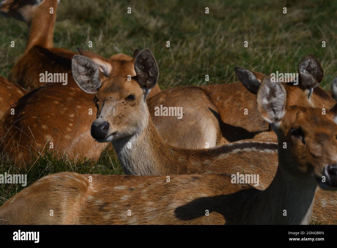 Spotted deer sitting looking hi-res stock photography and images - Alamy