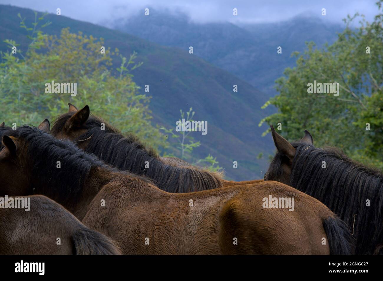 Garrano is the horse breed traditional from the north of Portugal ...