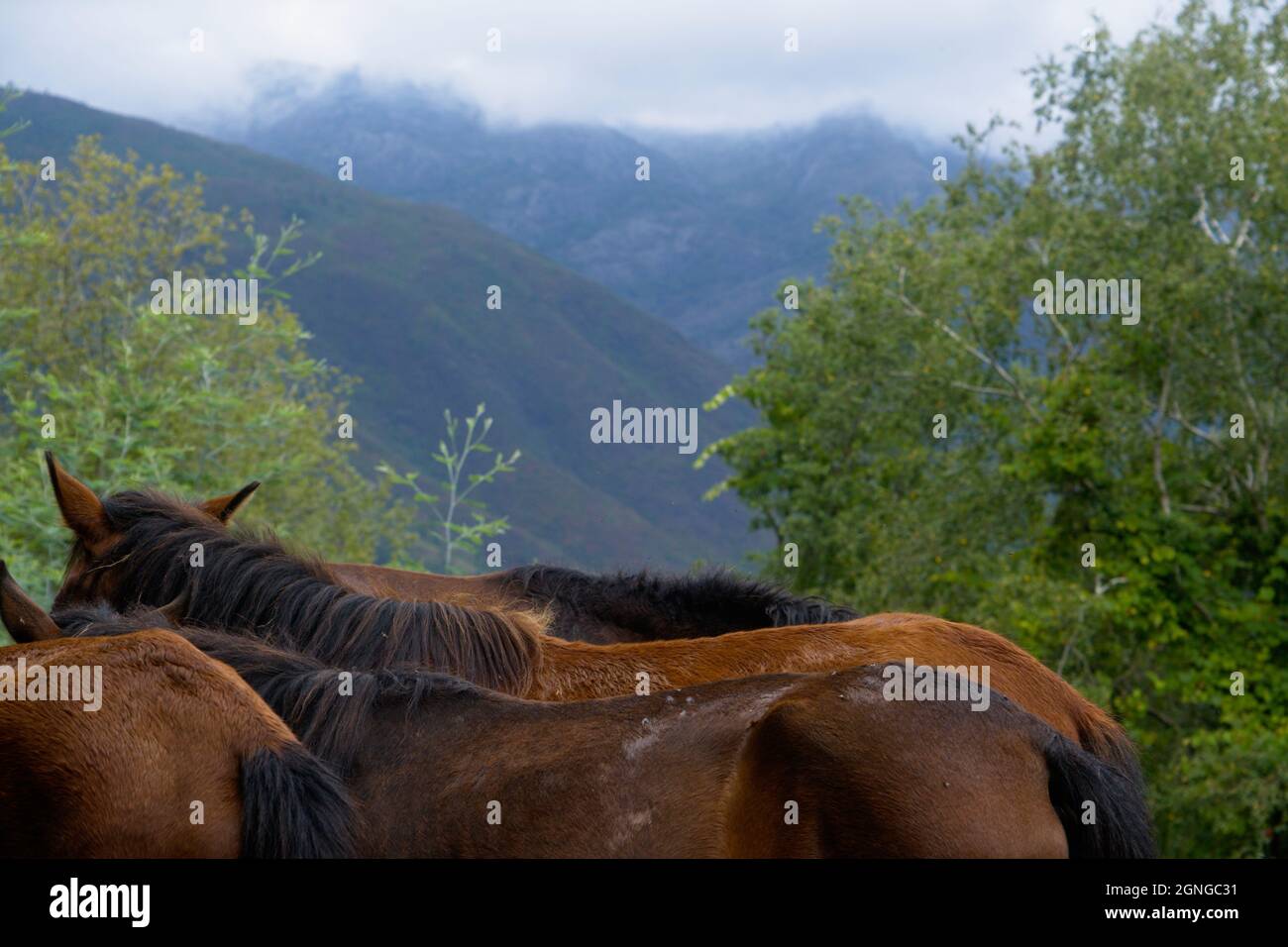 Garrano is the horse breed traditional from the north of Portugal ...