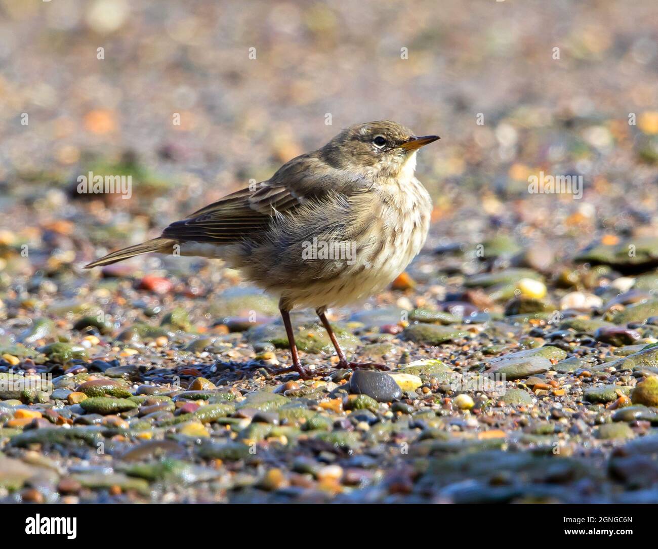 Rock Pipit on a shingle bed Stock Photo - Alamy